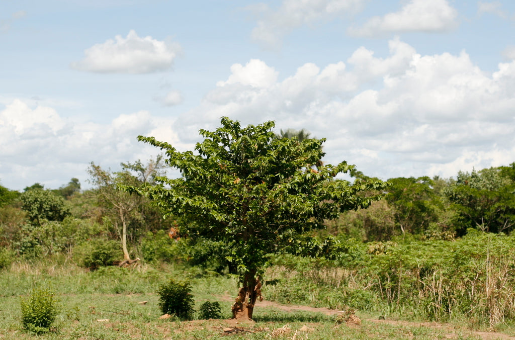 From Seedlings Do All Tall Trees Grow – Krochet Kids intl.